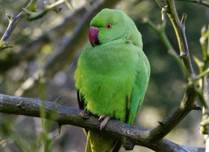 Paris. Les perruches à collier peuplent l’Île-de-France
